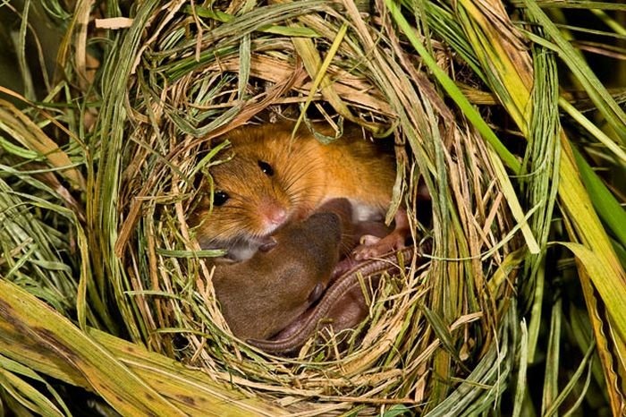 The Secret Life of the Harvest Mice | Amusing Planet